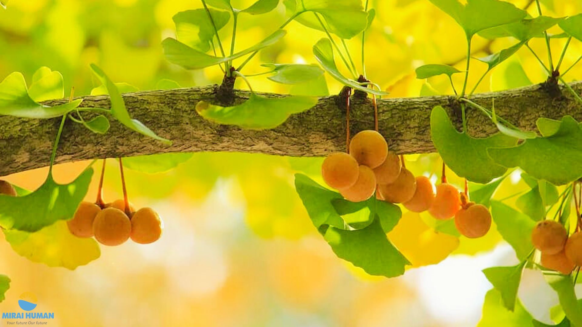 Mùa thu chiêm ngưỡng Icho Namiki đổ vàng ở Nhật
